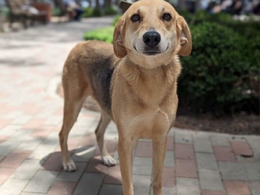 Собака в добрые руки