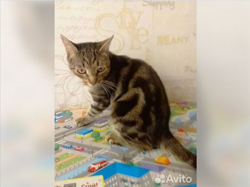 Шотландский прямоухий мраморный кот на вязку