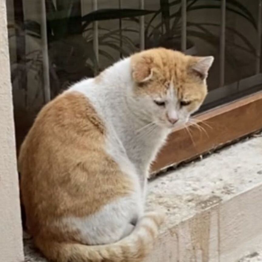Котик мерзнет у магазина целый день