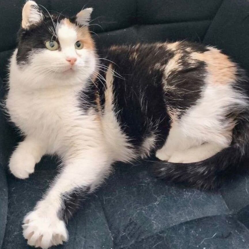 Взрослая, кошка в добрые руки