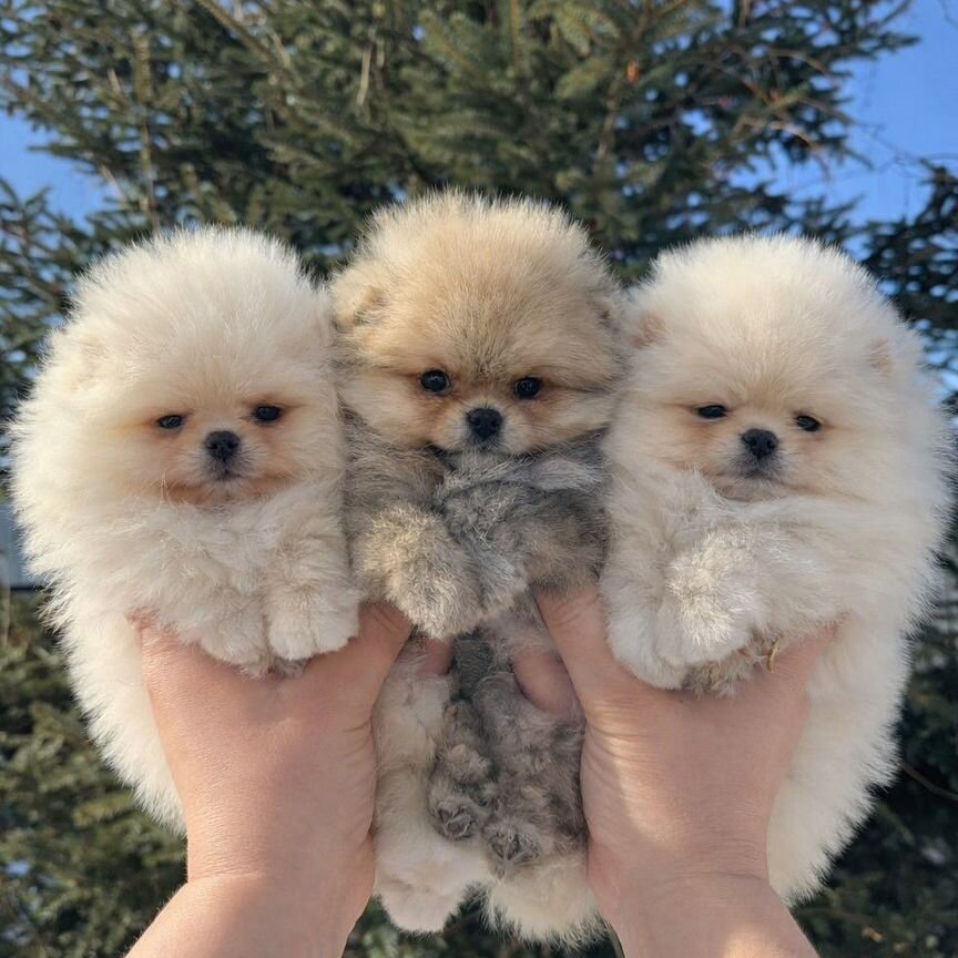 Померанский шпиц, щенок