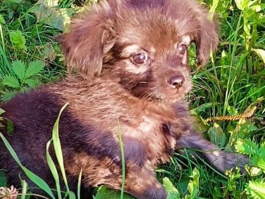 Щенки чихуахуа метис