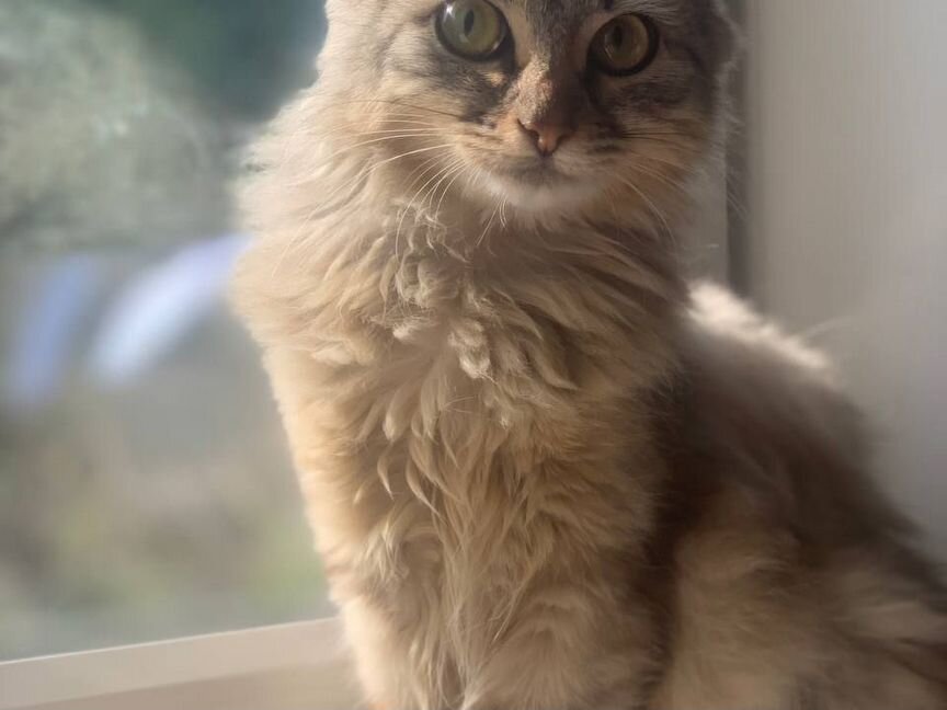 Стерилизованная кошечка