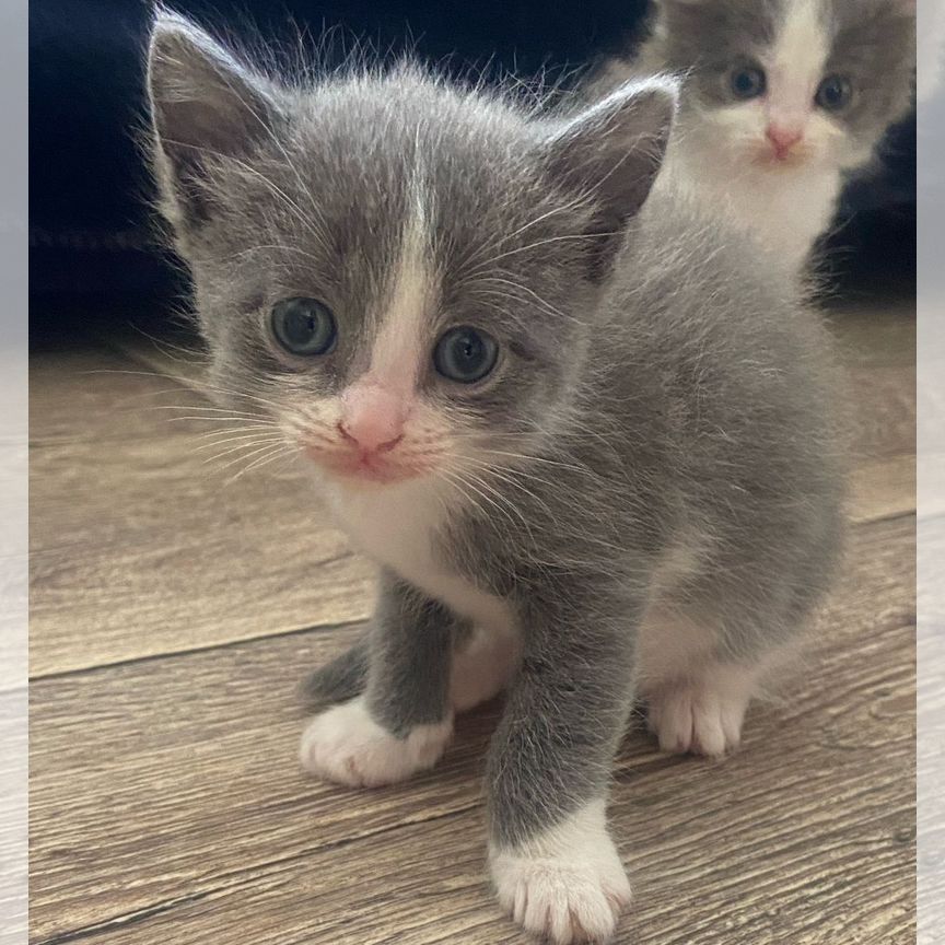 Британский короткошёрстный котёнок