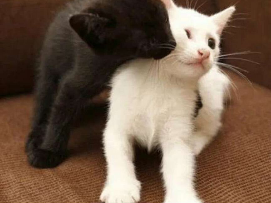 Кошки в добрые руки