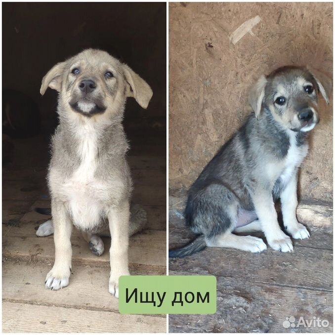 Шенки в добрые руки