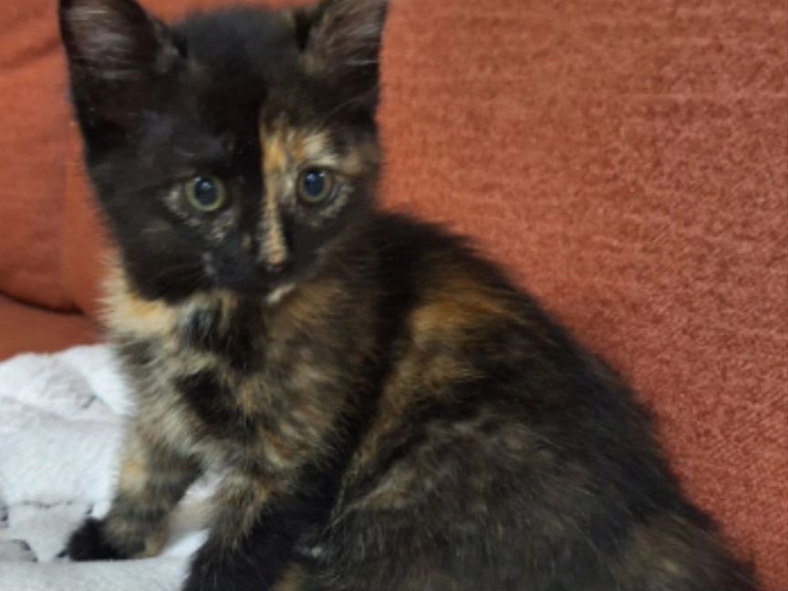 Котёнок ищет дом