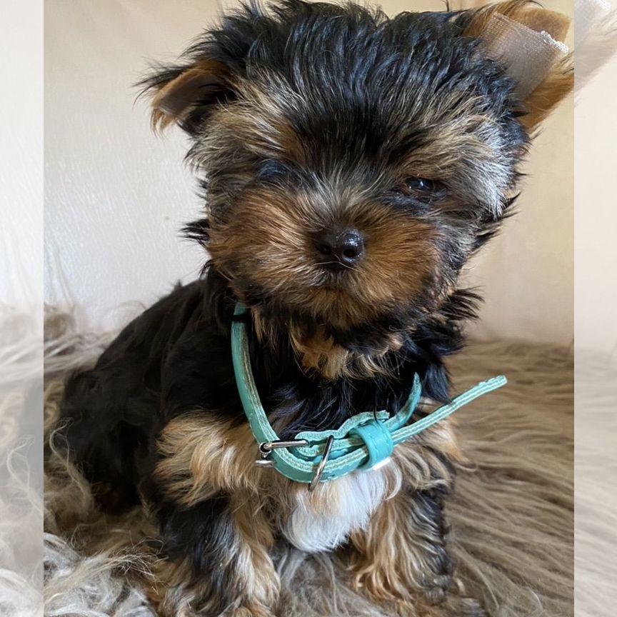 Йоркширский терьер мини мальчик