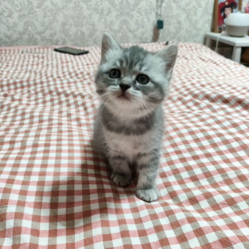 Британская кошечка