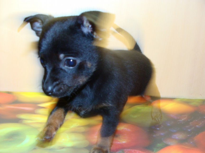 Мальчик той-терьер ждет своей семьи