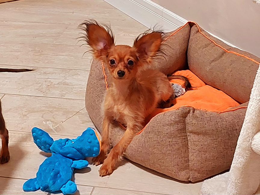 Длинношерстный тойчик