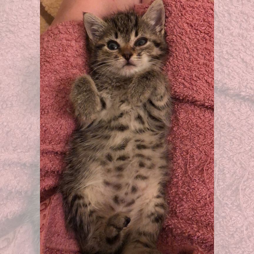 Котёнок в добрые руки