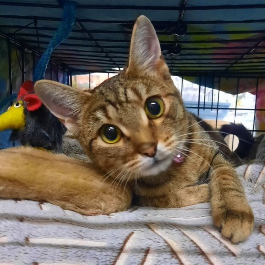 Взрослая кошка в добрые руки