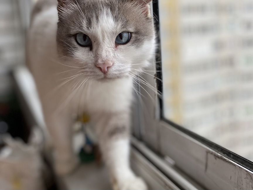 Косенький ласковый котик в добрые руки
