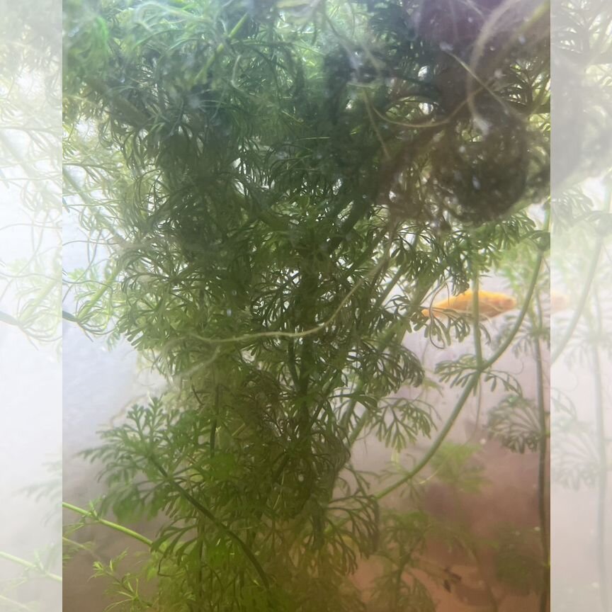 Растения кабомбо