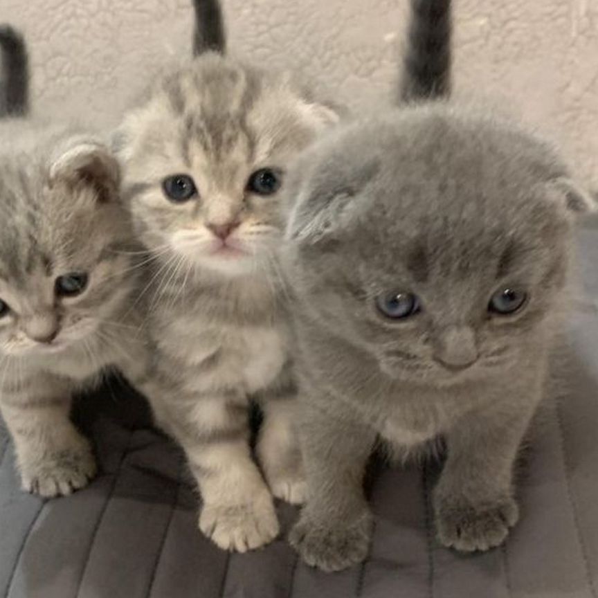 Шотландские котята