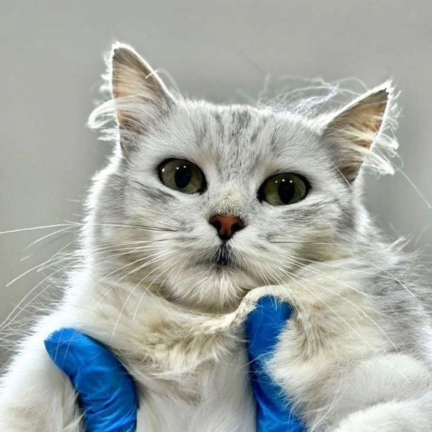 Кошка Пушинка ищет хозяина. Отдадим в хорошие руки