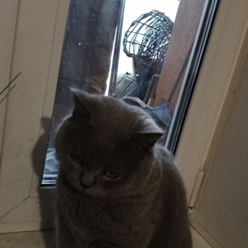 Найдена кошка