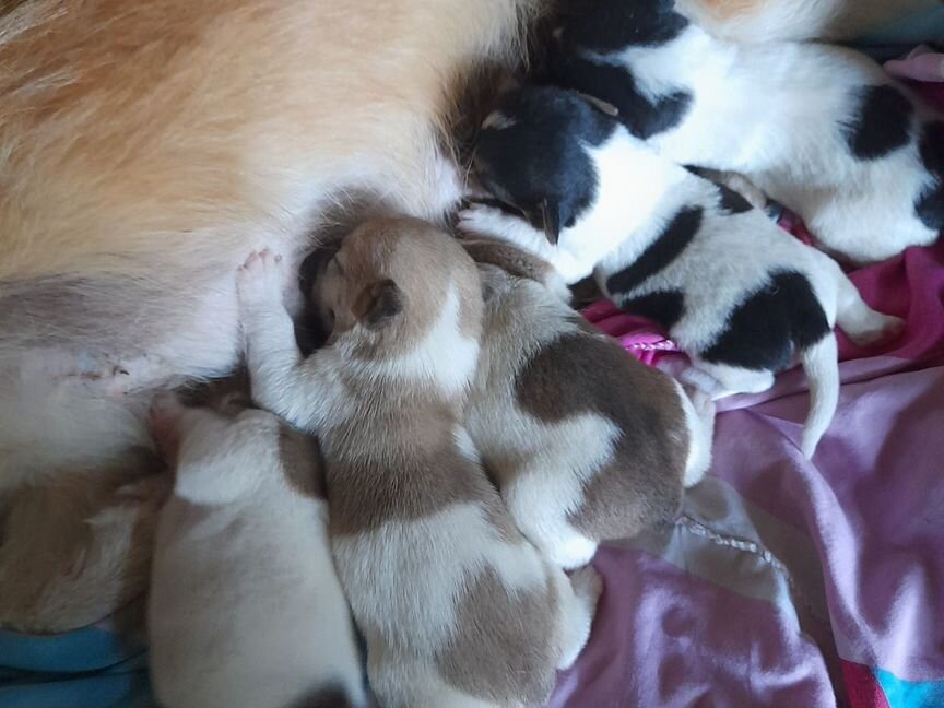 Щенки помесь Джек Рассел