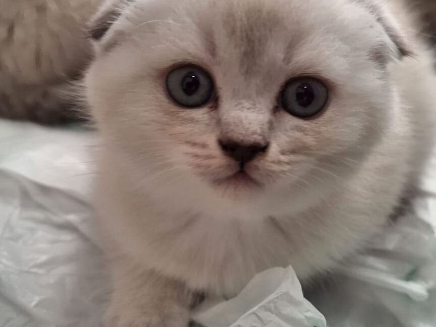 Шотландские вислоухие котята