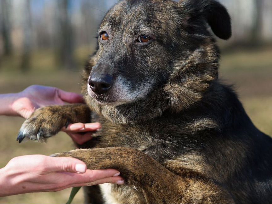 Спокойной собачке нужна семья