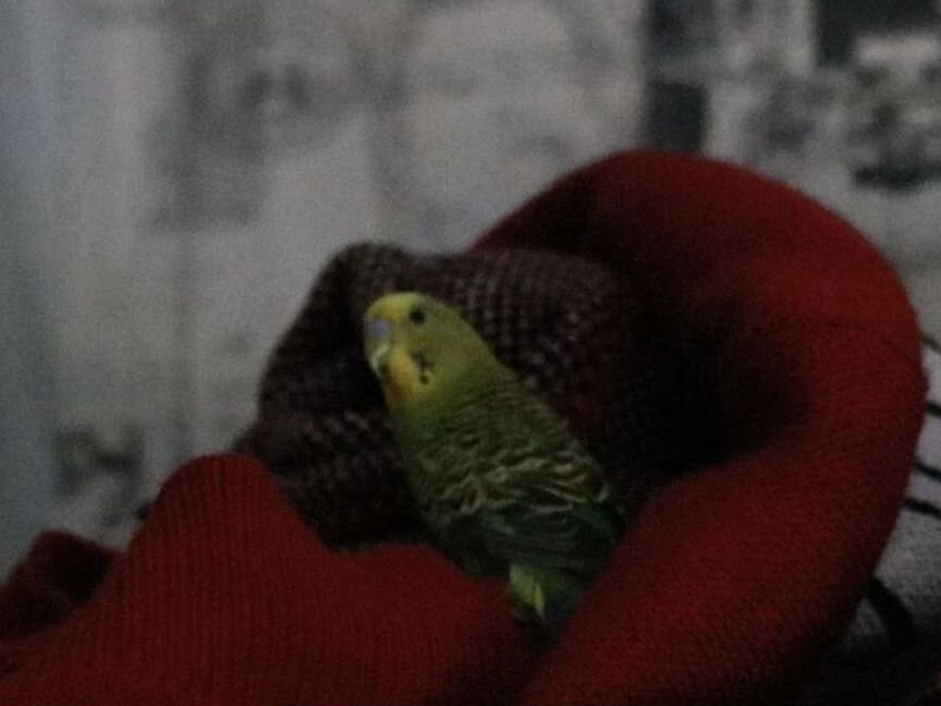 Волнистый попугай мальчик