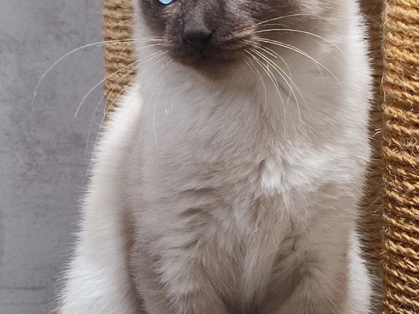 Сиамский котик