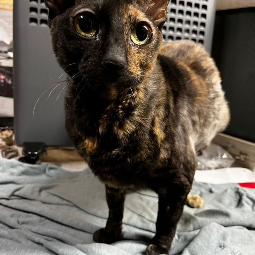 Кошка корнишрекс