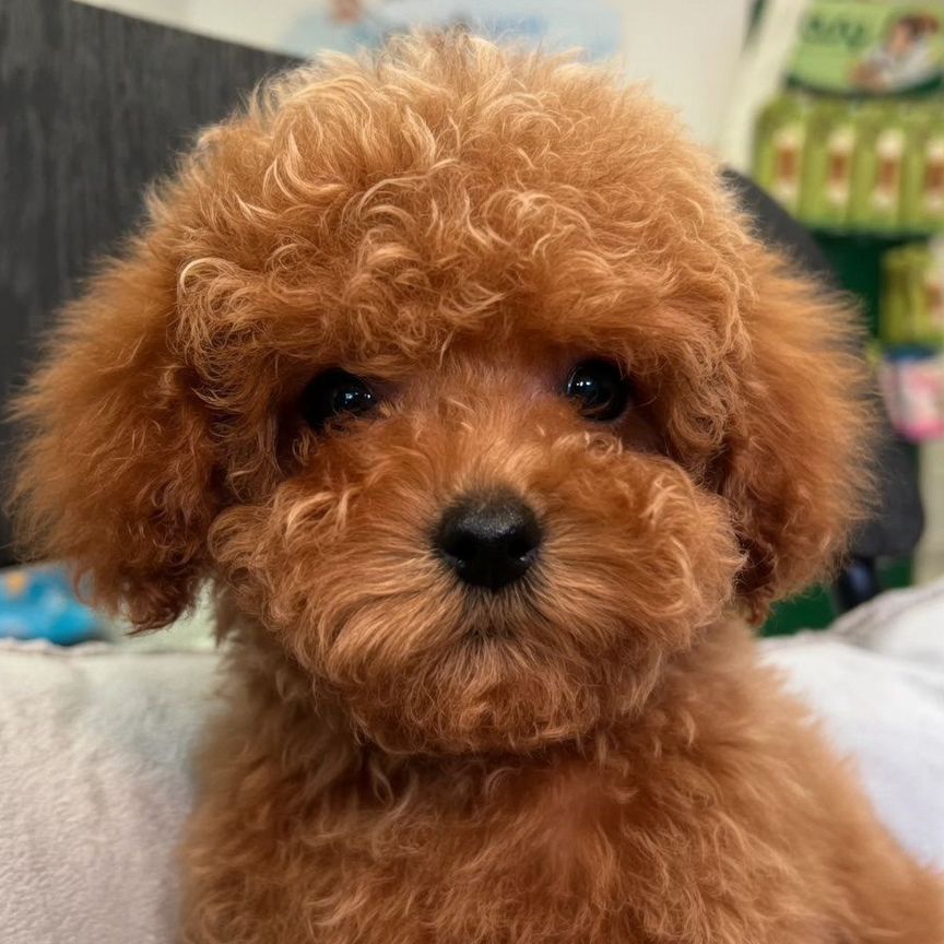 Той-пудель, щенок