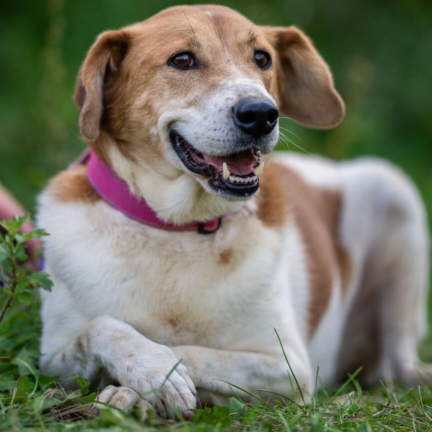 Луара 3года спокойная добрая в семью пристрой