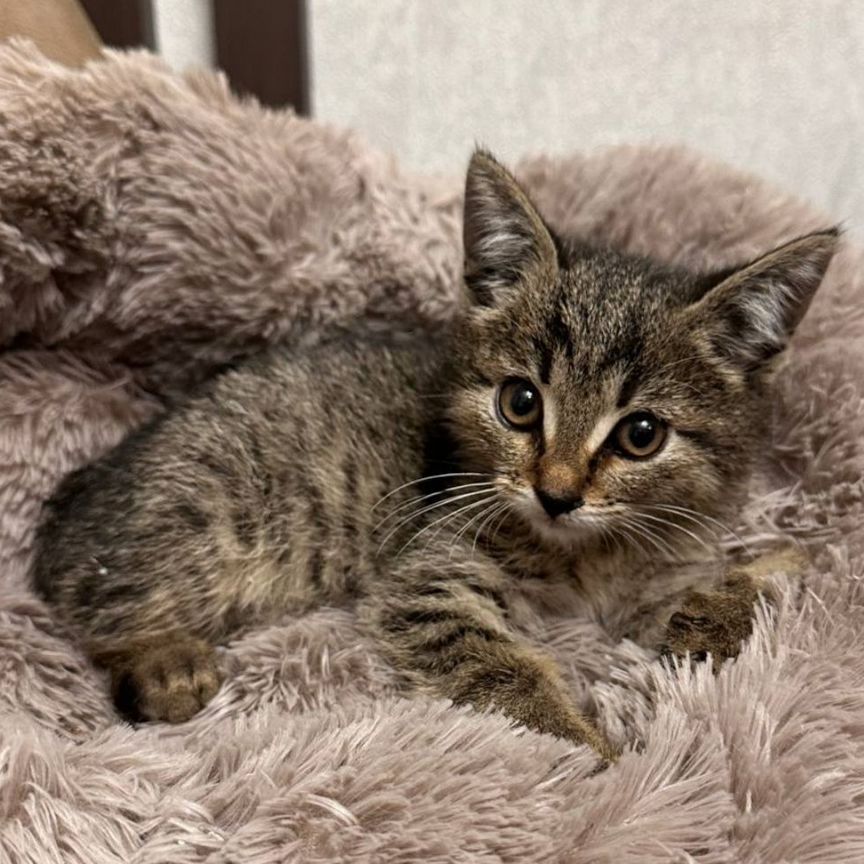 Котёнок девочка в добрые руки