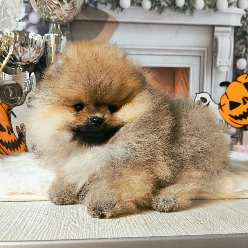 Померанский шпиц, щенок