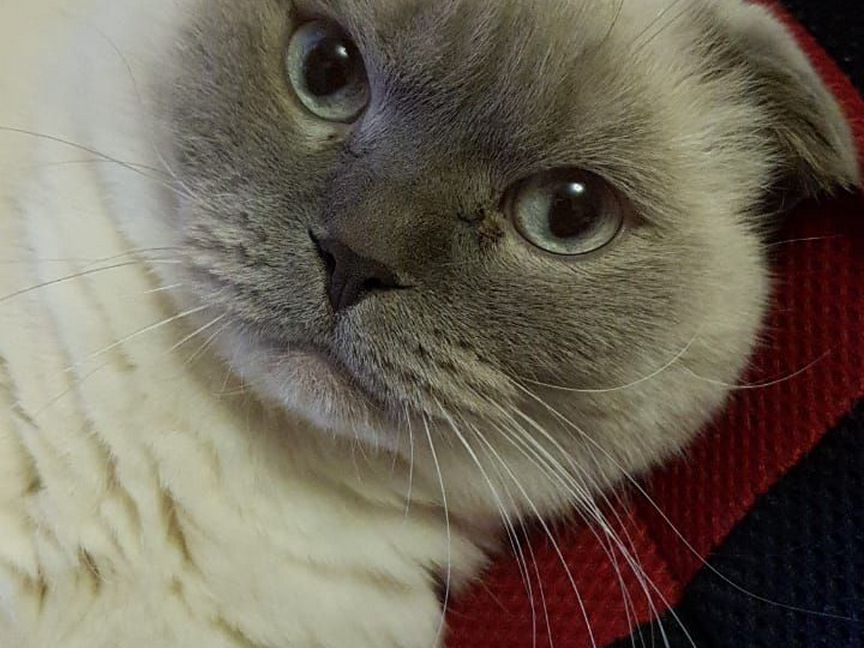 Отдам кошечку скоттиш-фолд