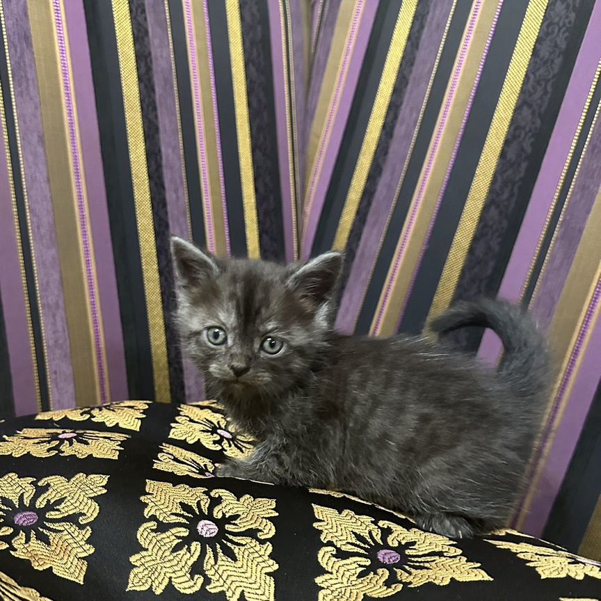 Милые котята в дар