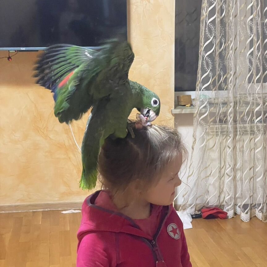 Попугай