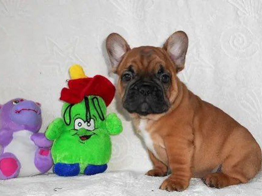 Мини Бульдожки