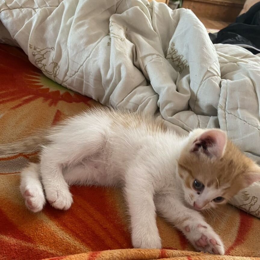 Рыжая кошка
