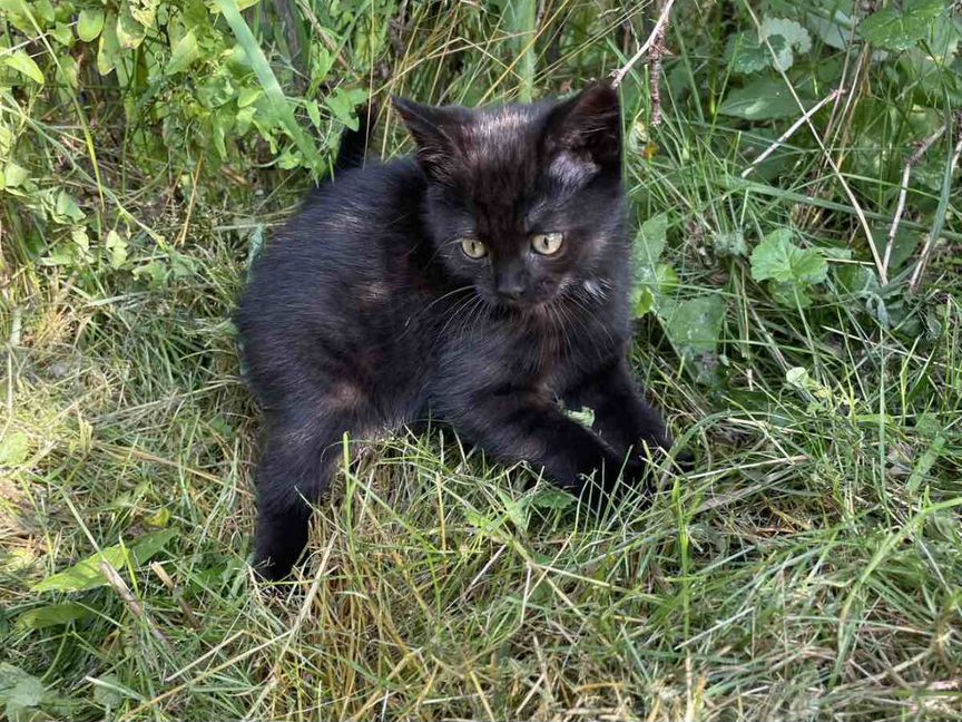 SOS ненужное зверьё на дачах, котята и кошки