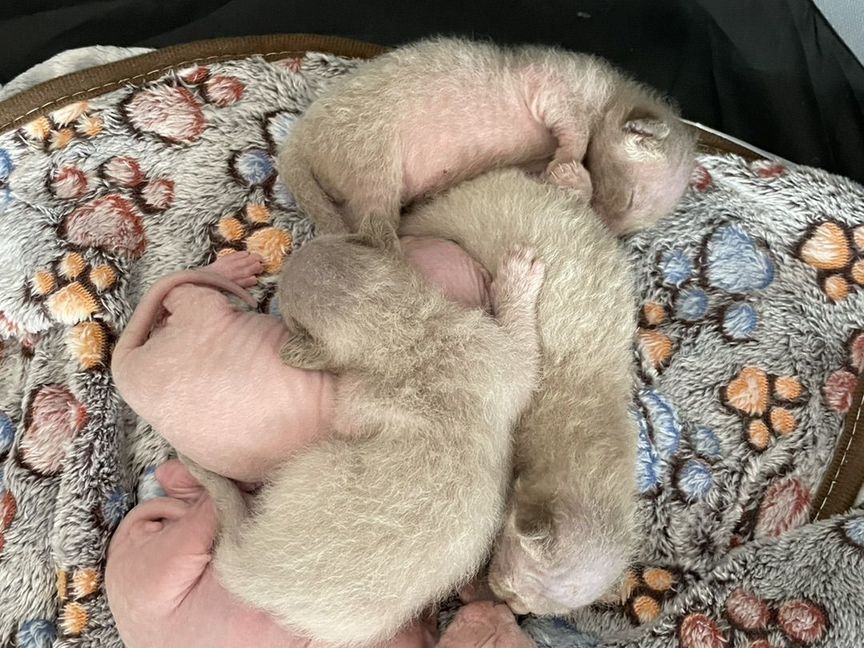 Донской сфинкс браш котята