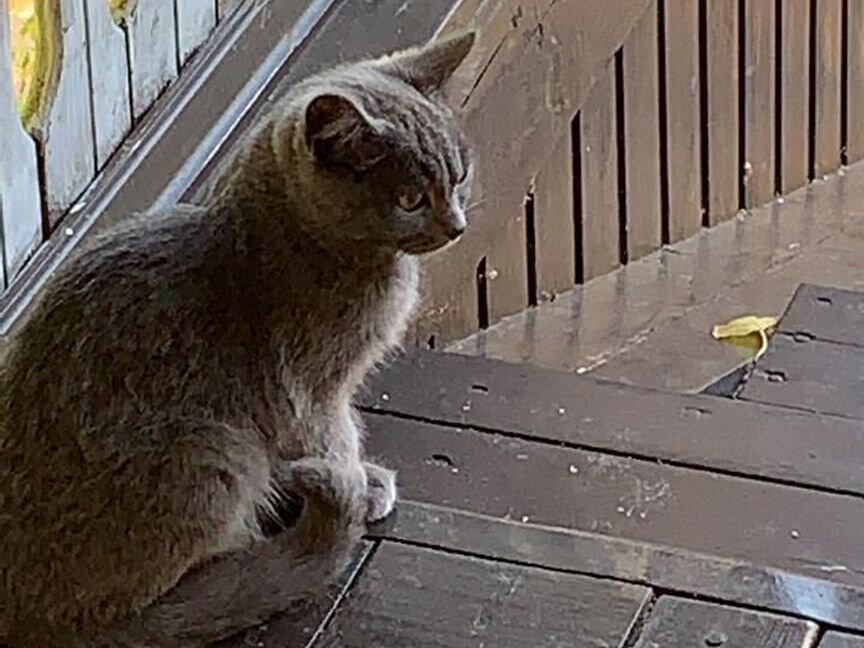 Котята от русской голубой