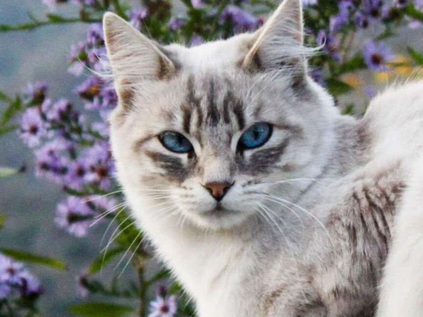 Помощь в подборе кота или кошки