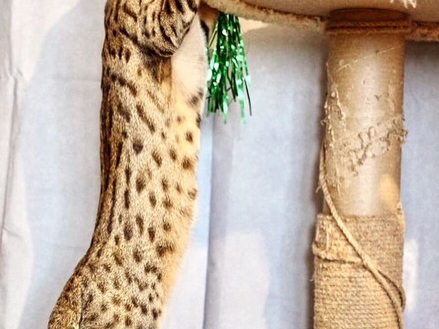 Котенок саванна