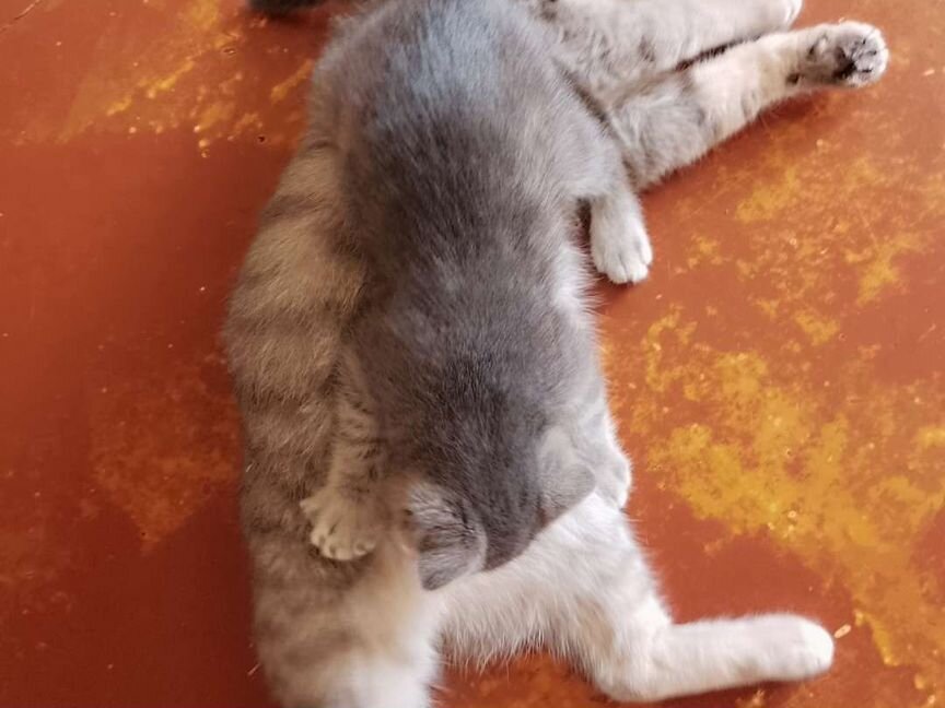 Котенок британский тигр