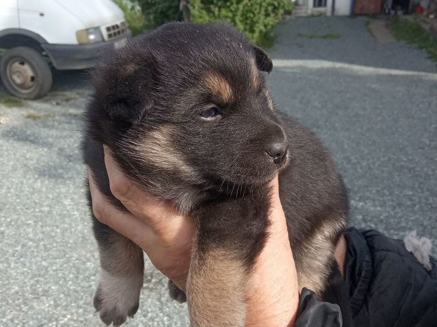 Крепыш один месяц