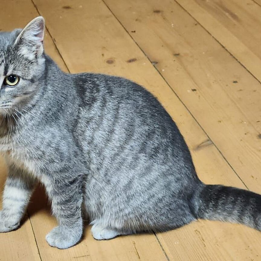Котёнок девочка 5 месяцев ищет дом