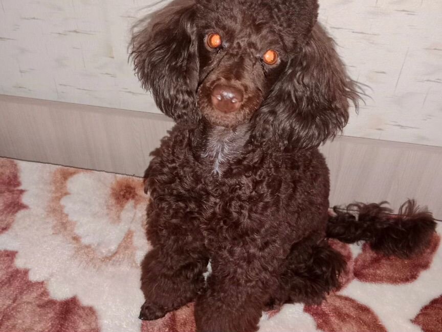 Мальчик пудель