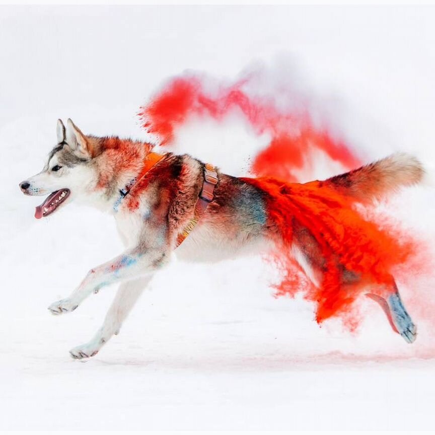 Сибирский хаски, взрослый пёс