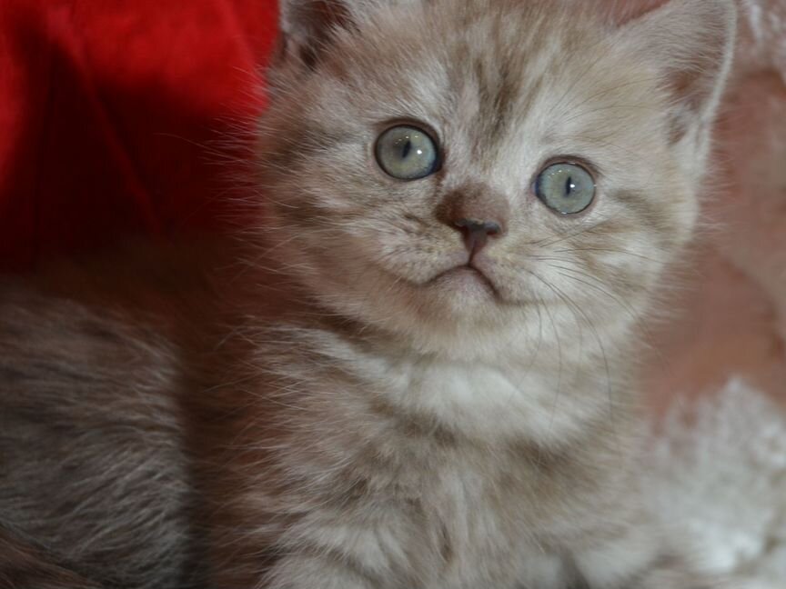 Британка шоколадка