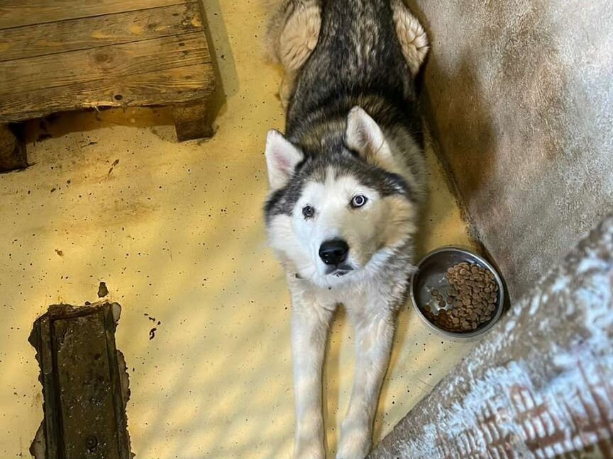 Хаски бесплатно