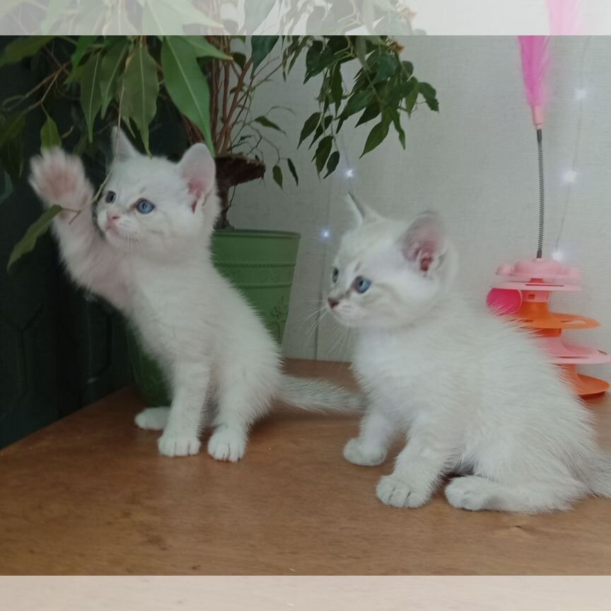 Тайский котёнок